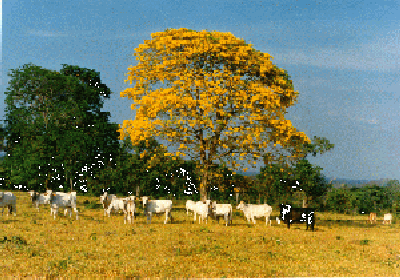 ARAUCA